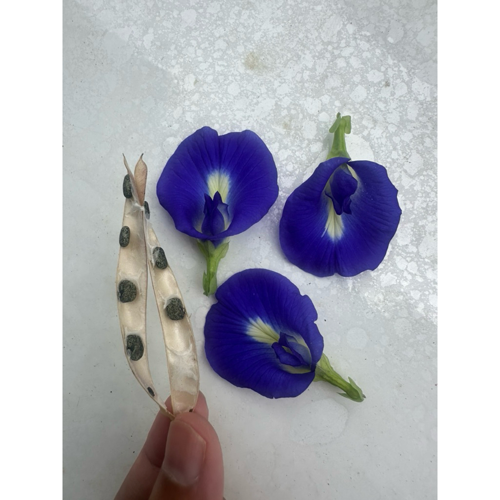 POKOK BUNGA TELANG (20 BIJI BENIH) | Shopee Malaysia