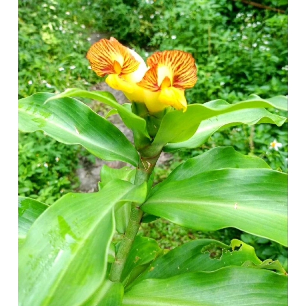 Benih rizom pokok insulin bunga kuning / sesulin kuning | Shopee Malaysia