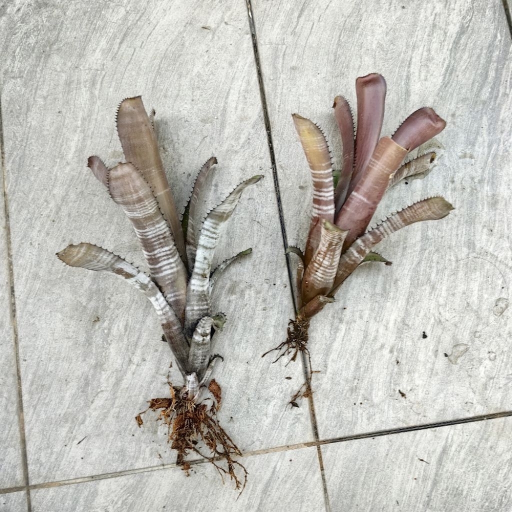 bromeliad billbergia Gerda & Gerda Rubra | Shopee Malaysia