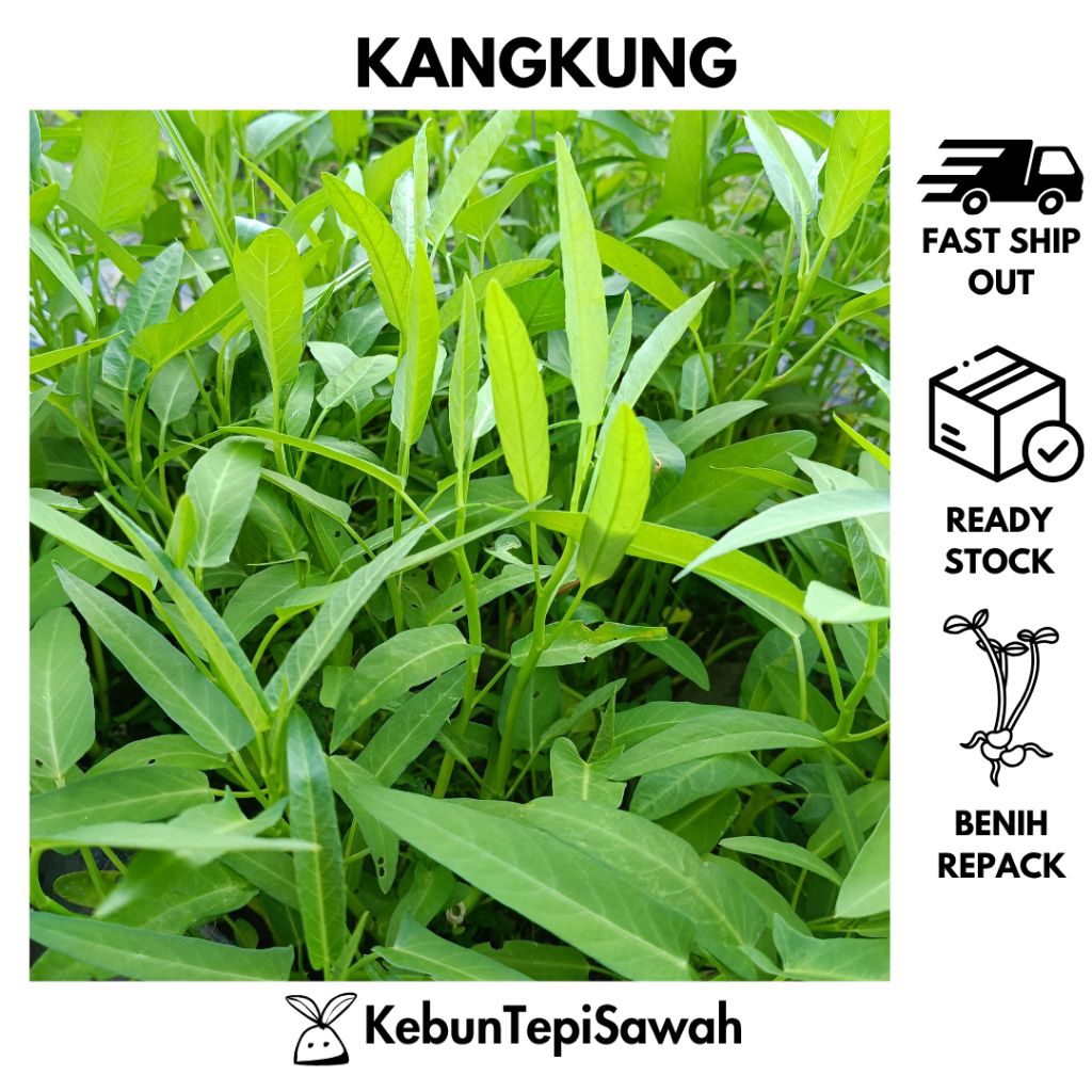 Benih kangkung / water spinach ( jenis daun tirus panjang) | Shopee ...