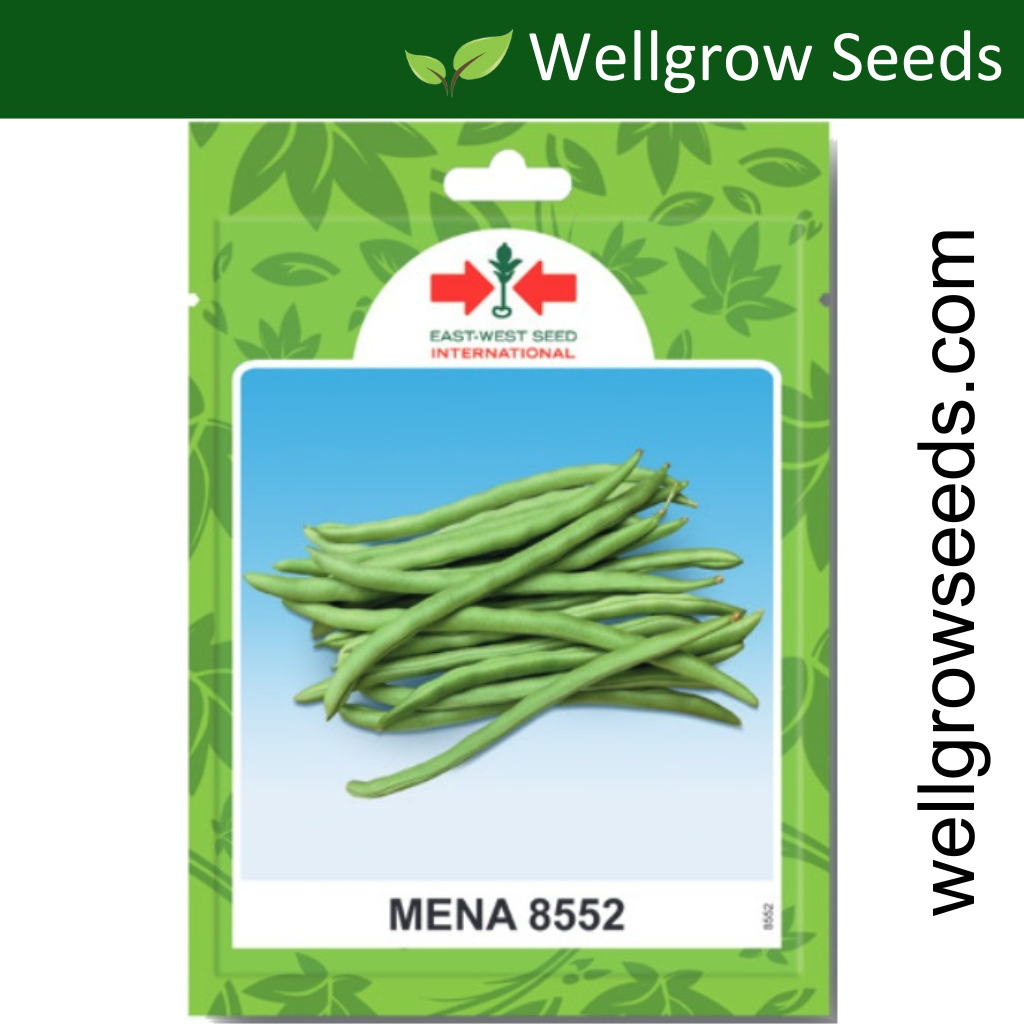 French Bean Mena 8552 (20sds) 四季豆 East West Seeds EW8552 Biji Benih ...