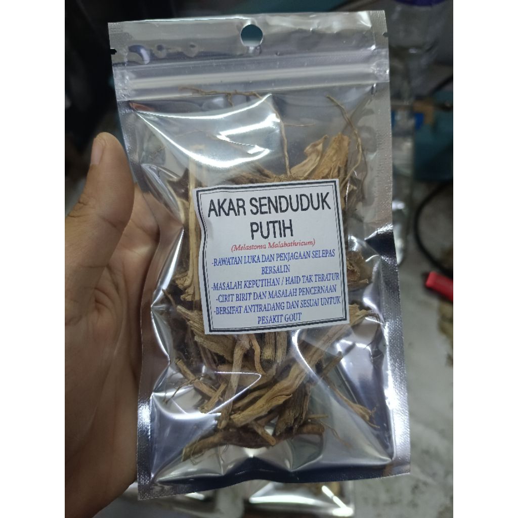 AKAR SENDUDUK PUTIH | MELASTOMA MALABATHRICUM | Shopee Malaysia