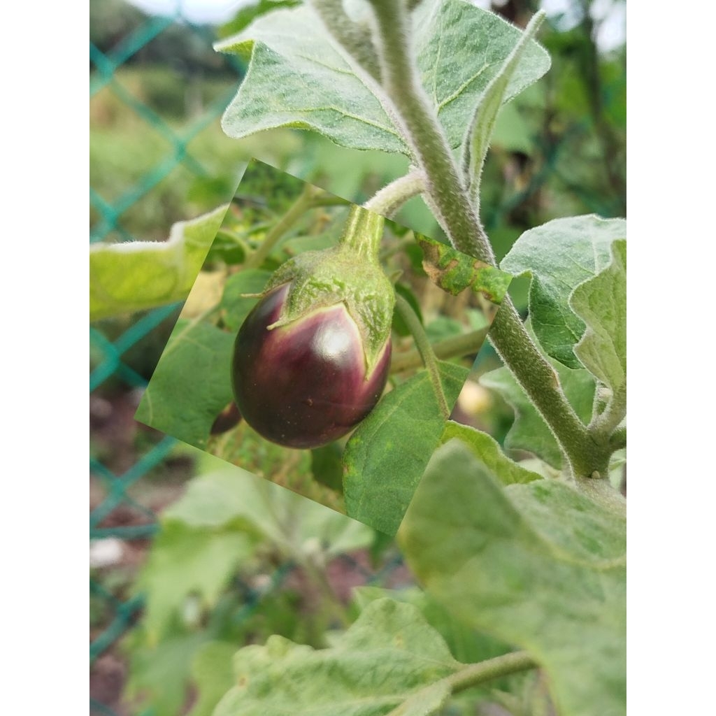 Anak Pokok Terung bulat ungu Baby Brinjal Plant Live Plant | Shopee ...