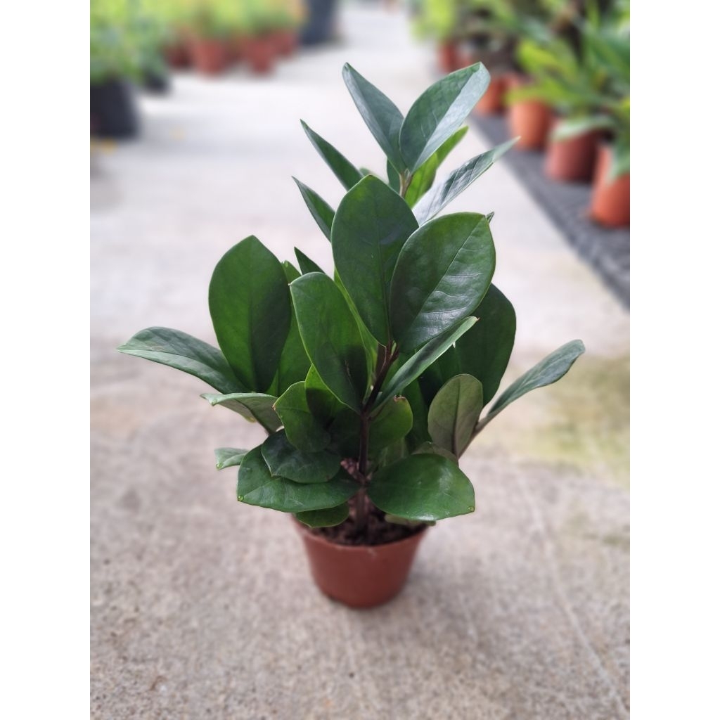 SNT / pokok Zamia / lucky plant / indoor plant / pokok hidup | Shopee ...