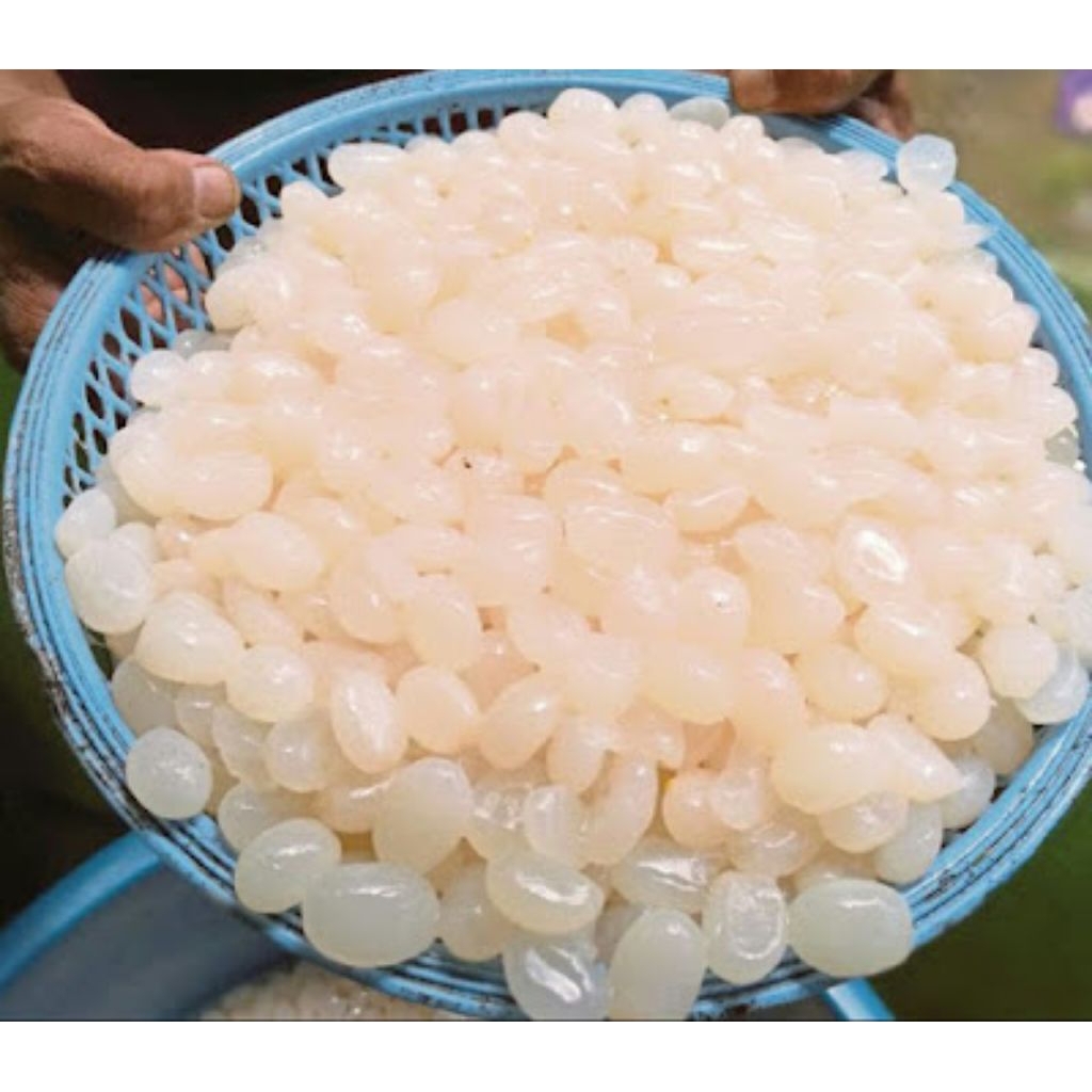 Buah Kabung | Attap Seeds self Repack | Shopee Malaysia