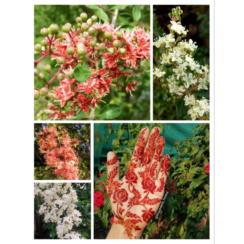 KKB Pokok Inai Merah, Pokok Inai Putih, Henna tree, Lawsonia Inermis ...