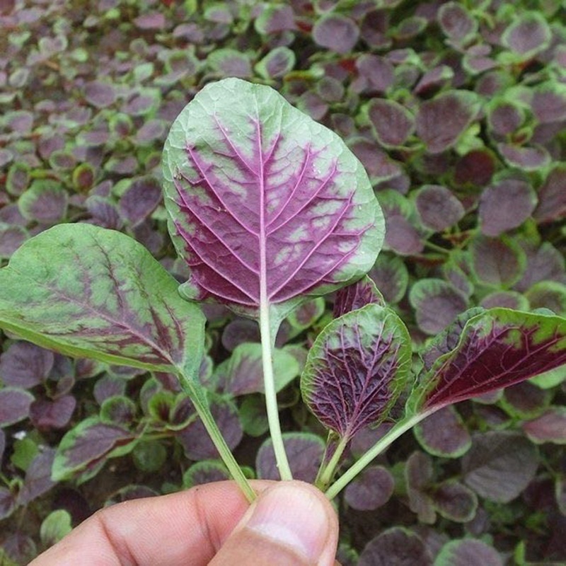 200 pcs Benih Sayur Bayam Merah/ Red Aramanth Seeds/ Vegetable Seeds ...