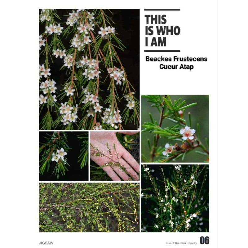 KKB Cucur Atap, Celoreng Atap, Corong Atap, Beackea Frustecens pokok ...