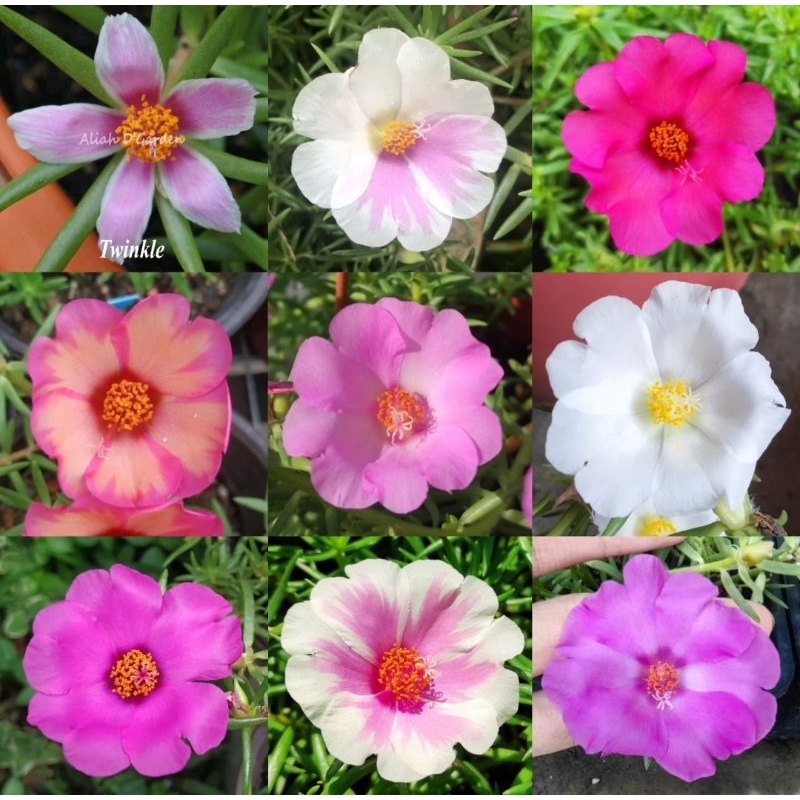 🌷🌷 Keratan Potong Bunga Ros Jepun Jenis Grandi (5 Keratan) | Shopee ...