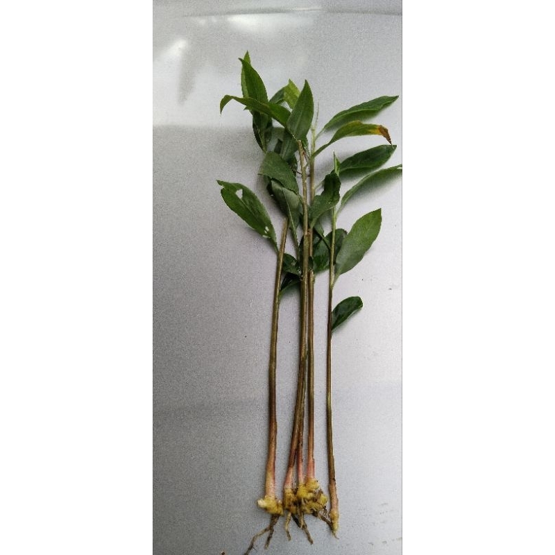 Lempoyang atau halia hutan atau halia shampoo, ubat kanser, 2 pokok rm5 ...