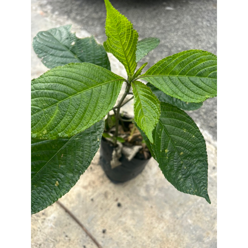 Pecah Beling Daun Pokok Ubat Traditional | Shopee Malaysia