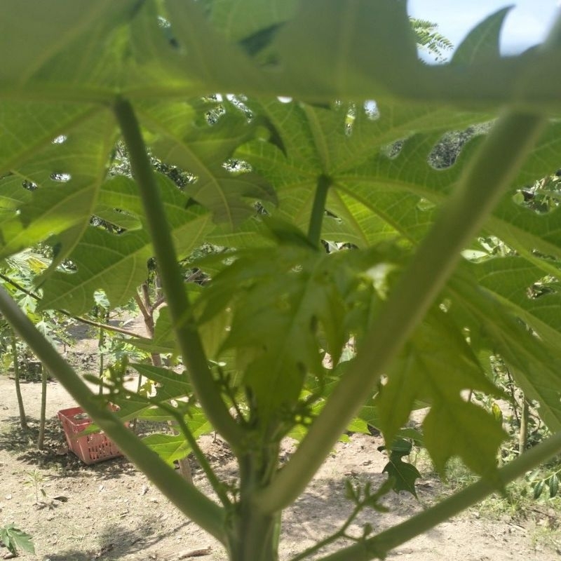 Pucuk Betik Fresh dari Kebun | Shopee Malaysia