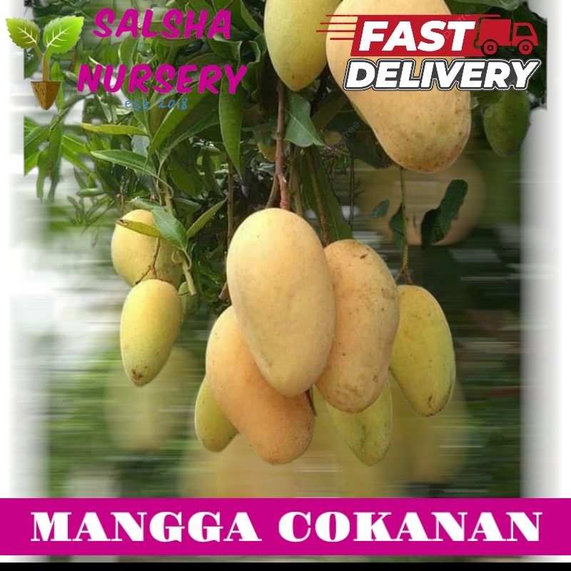 Pokok MANGGA COKANAN CHOKANAN cepat berbuah MANGGO PLANT | Shopee Malaysia