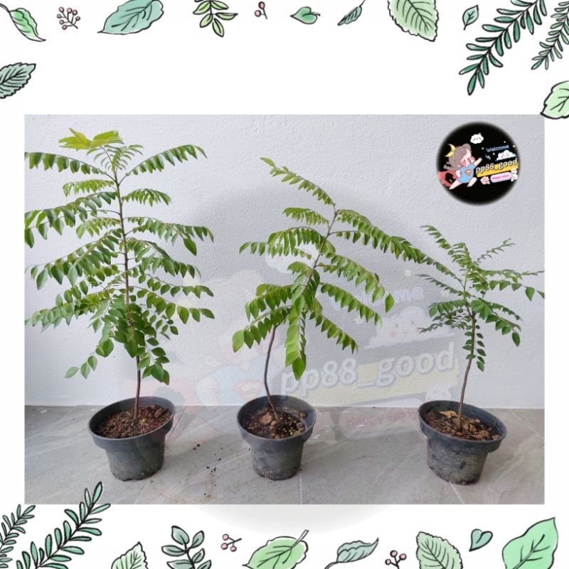 kari batang Merah urat Merah curry leaf daun wangi pokok daun kari anak ...