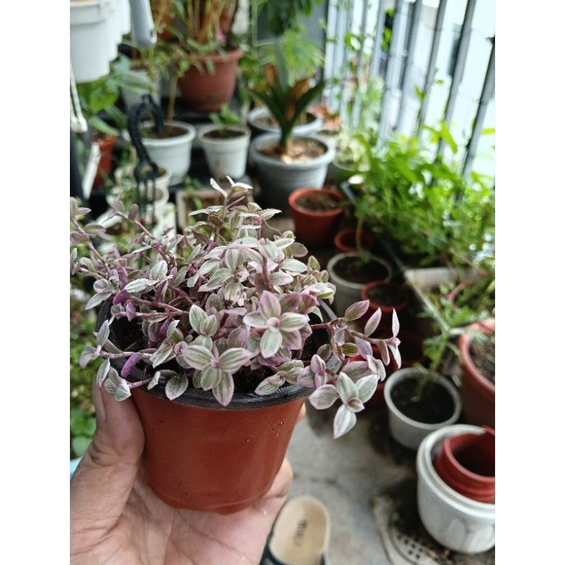 callisa Repens ( ready stock ) pokok hidup | Shopee Malaysia