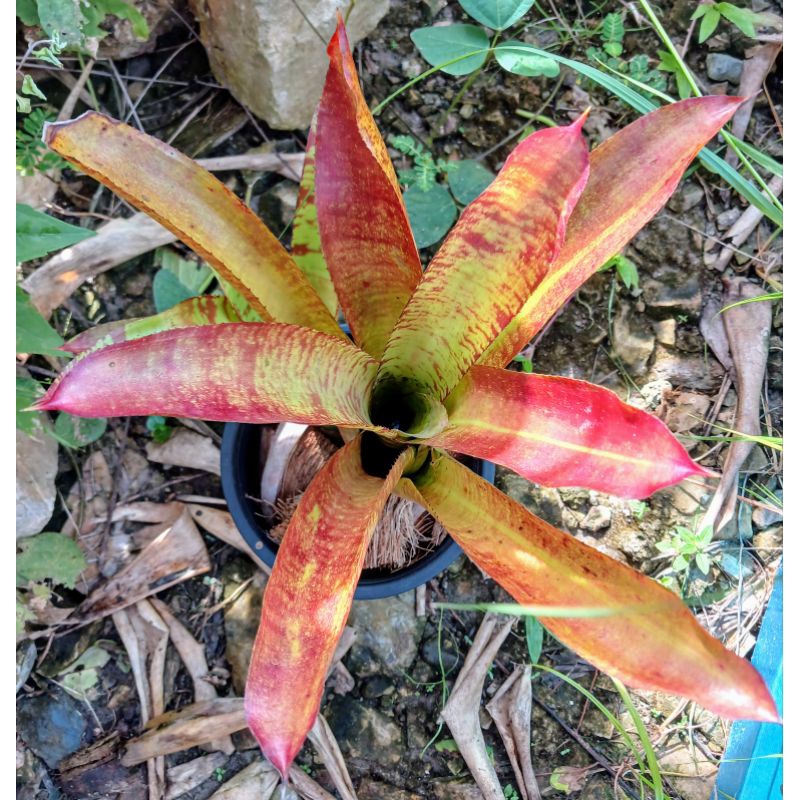 Bromeliad Neoregelia Rubra Vitata | Shopee Malaysia
