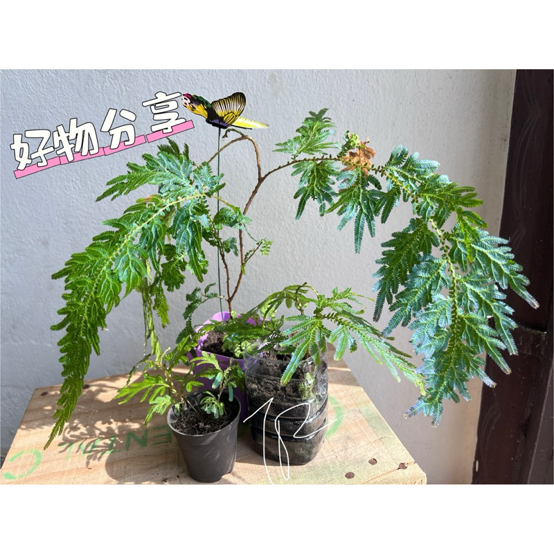 pokok selaginella rumput biru | Shopee Malaysia
