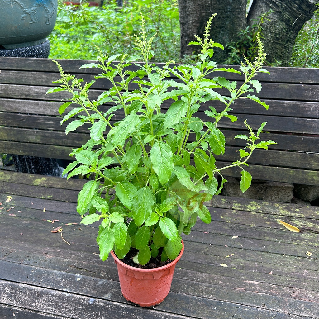 [Paling Horticulture Sdn Bhd] Holy basil Plant | Herb Plant | Pokok ...