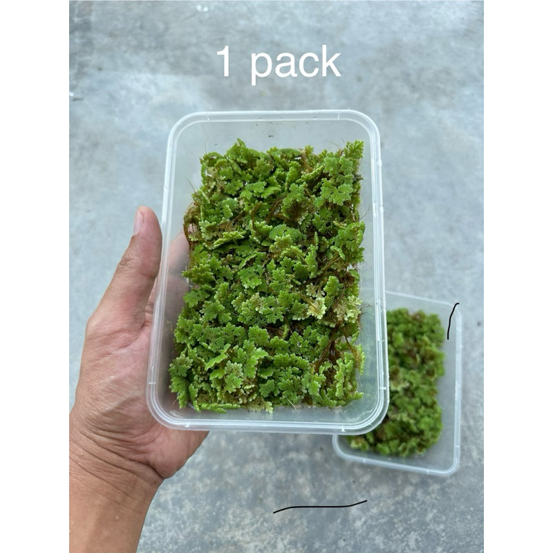 Azolla Floating Weed Grade A | Shopee Malaysia