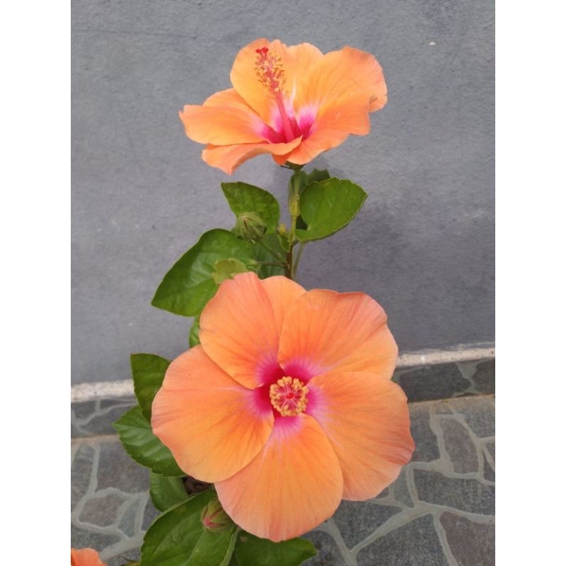Pokok bunga raya thai, hibiscus flower plant | Shopee Malaysia