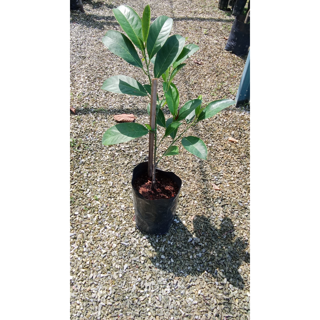 POKOK CEMPEDAK PENANG KING | Shopee Malaysia