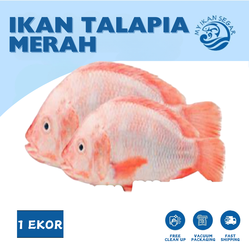IKAN TALAPIA MERAH 1 EKOR (SIAP SIANG & CUCI) IKAN TALAPIA MERAH FROZEN ...