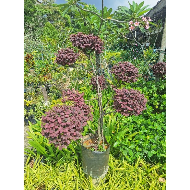 pokok loropetalum Chinese/ pokok bonsai / tahan panas / pokok hidup ...