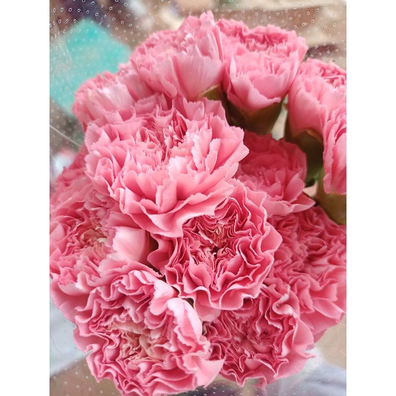 CARNATION 康乃馨 fresh flower bunga segar direct from Cameron Highlands (20 stems/bundle) | Shopee ...