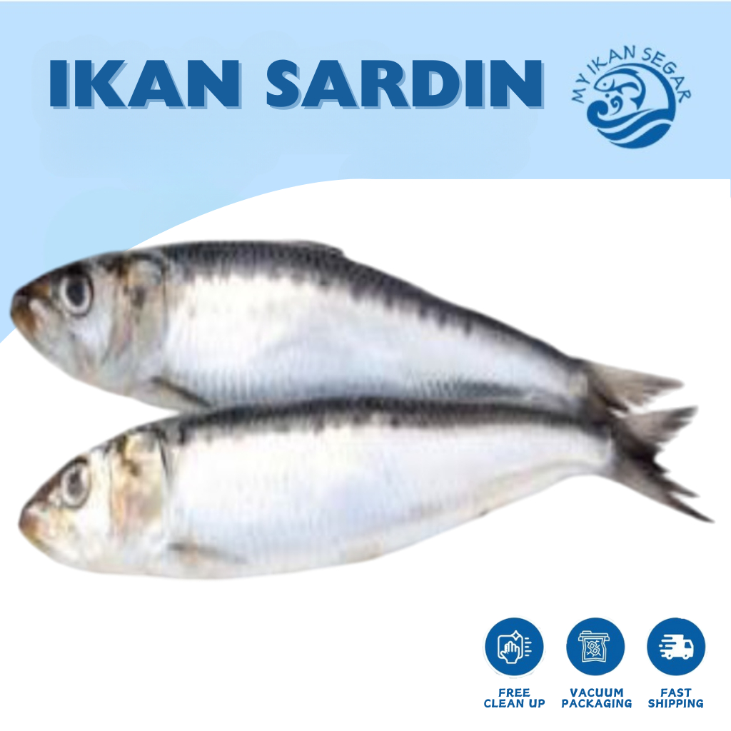 IKAN SARDIN 1KG (SIAP SIANG & CUCI) IKAN SARDIN IKAN FROZEN IKAN SEGAR ...
