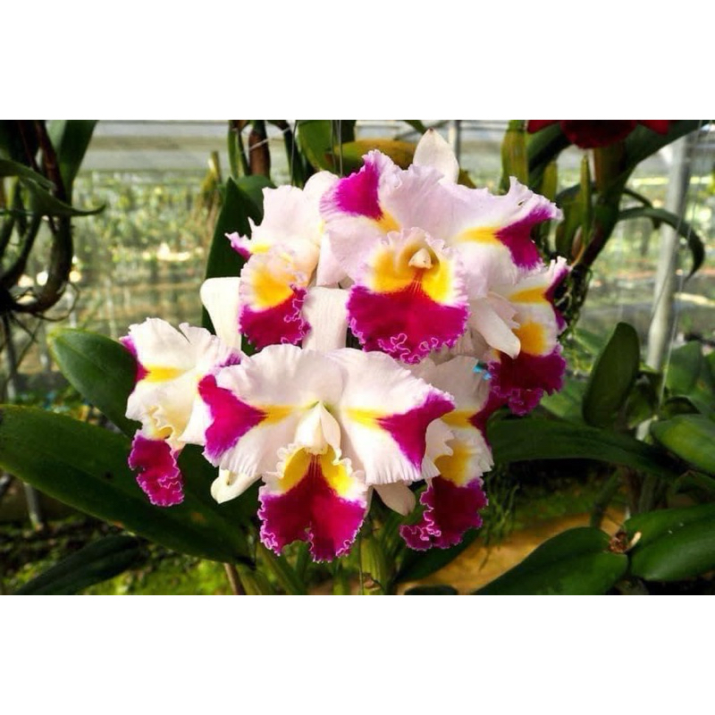 Orchid - Patchara Fancy, Fragrant (cutting only) | Shopee Malaysia