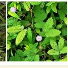 Pokok semalu hidup.Sensitive plant.Mimosa pudica.Pokok herba duri keman ...
