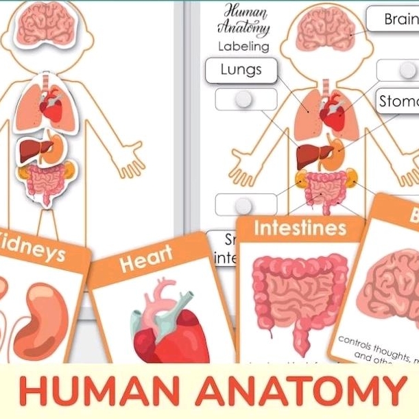 Busy Book Human Anatomy Body Parts Activity Education Preschool ...