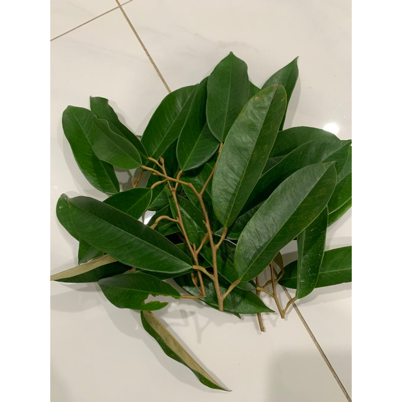 keratan mata tunas/scion Duri Hitam D200 (OCHEE) | Shopee Malaysia