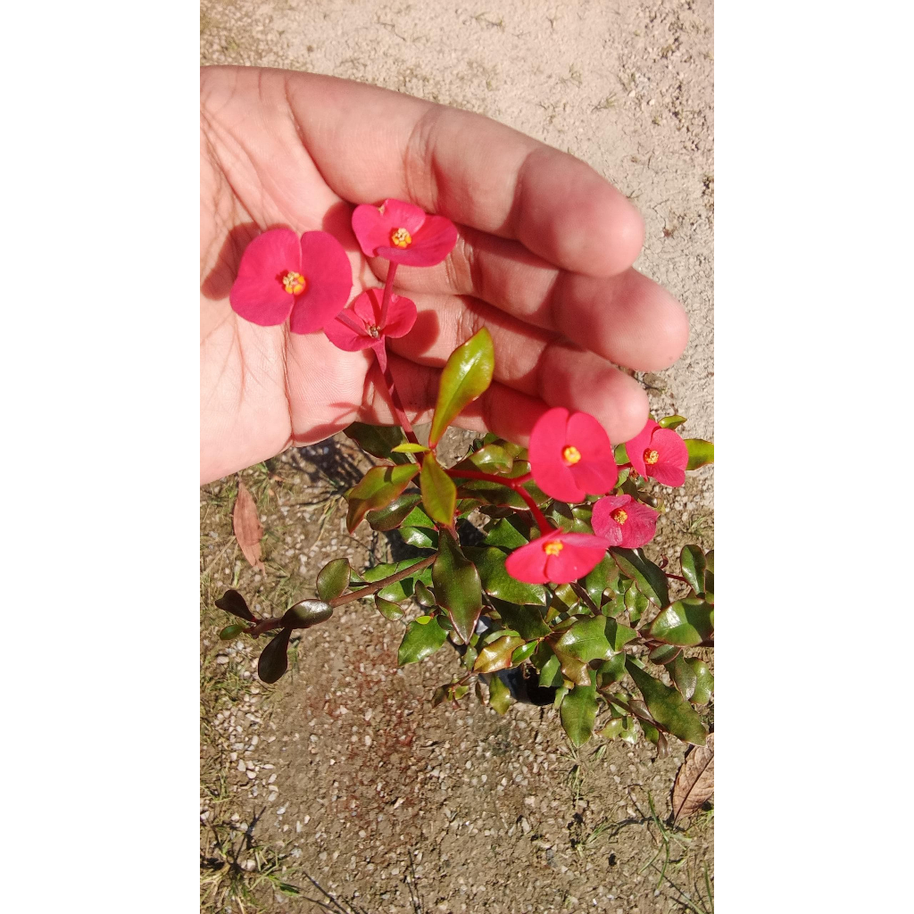 POKOK BUNGA ASTRO/ MAHKOTA PUTERI | Shopee Malaysia