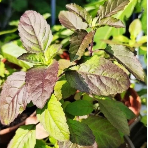 PHANTIRA-THAI RED BASIL,RED KARPOW,LIVE PLANT,ต้นกะเพราแดง | Shopee ...
