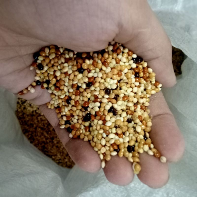 Repack 1kg Sekoi Campur untuk burung kesayangan anda | Shopee Malaysia