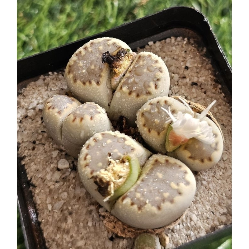 Lithops Biscuit julli clump multihead C216/C217 饼干寿丽生石花 plant succulent ...