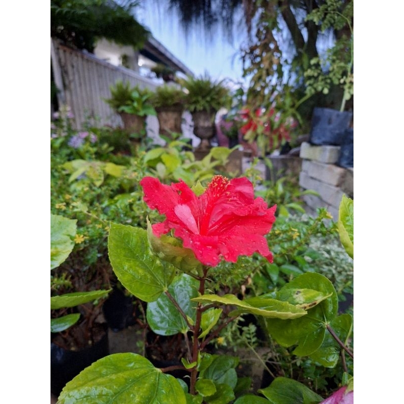 Pokok Bunga Raya Single Bunga besar / outdoorplant/ pokok hidup ...