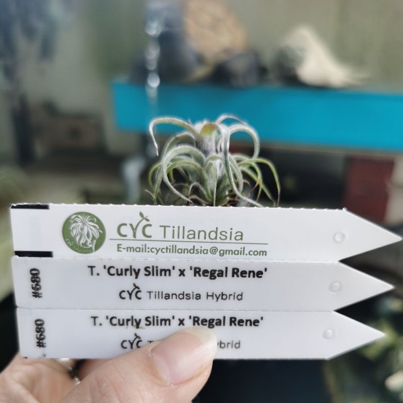 Air Plants - Tillandsia ' Clury Slim' x 'Regal Rene' (CYC) 空气凤梨 花卷杂RR ...