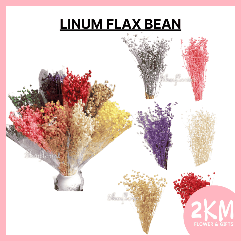 (50G) LINUM FLAX BEAN linseed Dried Dry Preserved Flower Bouquet Plant ...