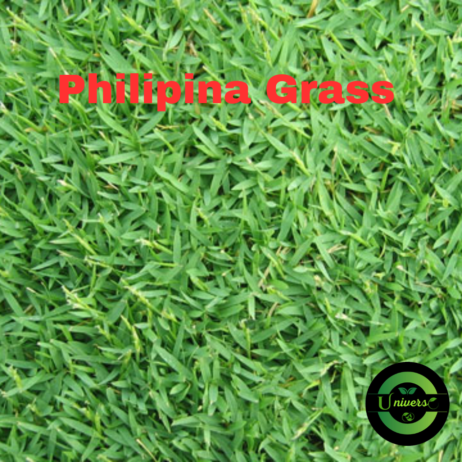 Philipina Grass Rumput Carpet Philippine Grass Zoysia Real Grass ...