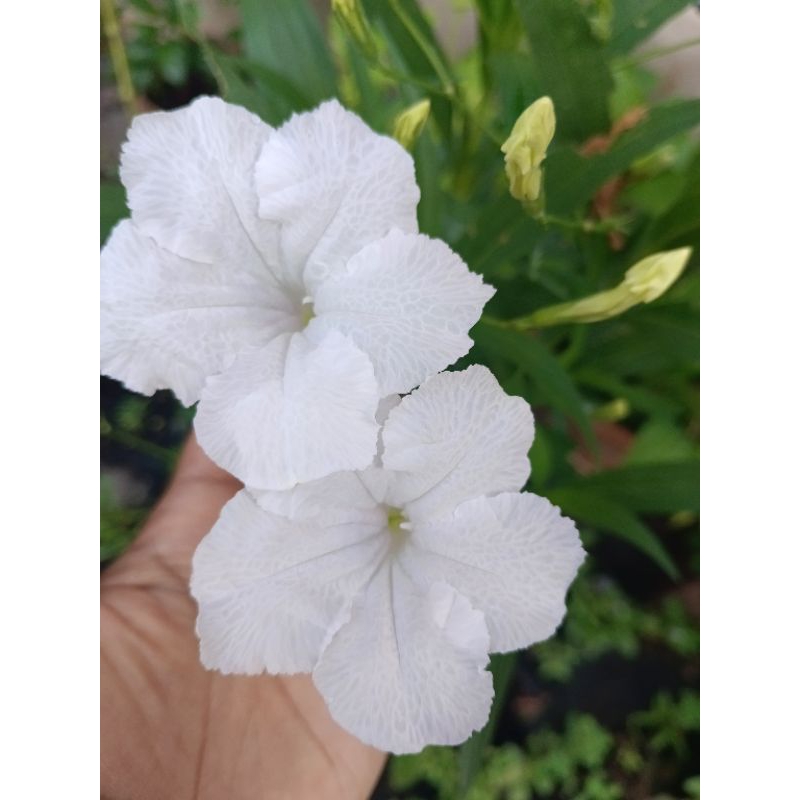 BUNGA MORNING SHOWER/ RUELLIA WHITE POKOK BUNGA PUTIH KENCANA ( Hiasan ...