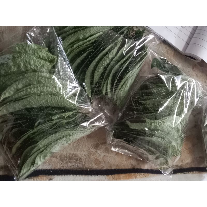 daun pecah kaca@pecah beling segar(70helai rm5.98 /50gram-60gram ...