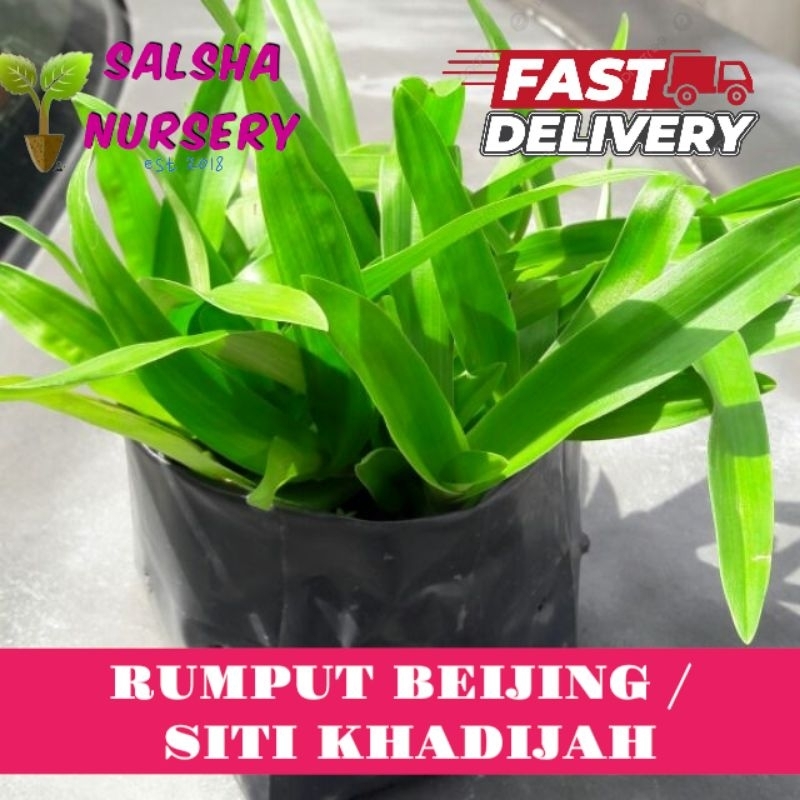 POKOK RUMPUT BEIJING ATAU SITI KHADIJAH | Shopee Malaysia