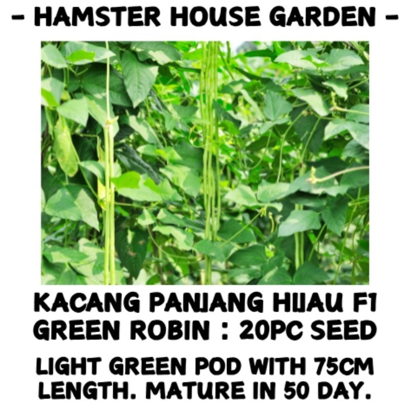 HSK [20pc] KACANG PANJANG HIJAU LONG BEAN SEED GREEN ROBIN 0335 CHIAP ...
