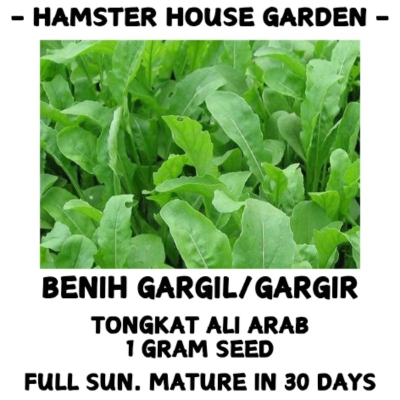 HSK [1gram] BIJI BENIH GARGIL GARGIR | BAYAM MESIR | ARUGULA MESIR ...