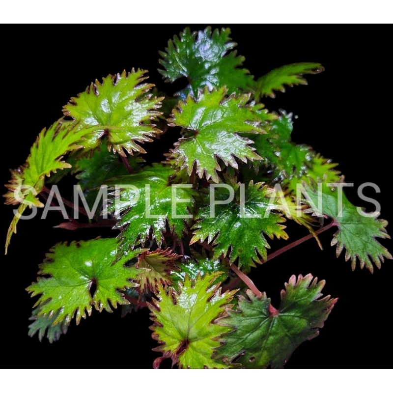 Begonia lyallii (rare) | Shopee Malaysia