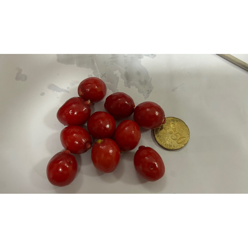 Cedar Bay Cherry Tree (Eugenia Reinwardtiana) | Shopee Malaysia