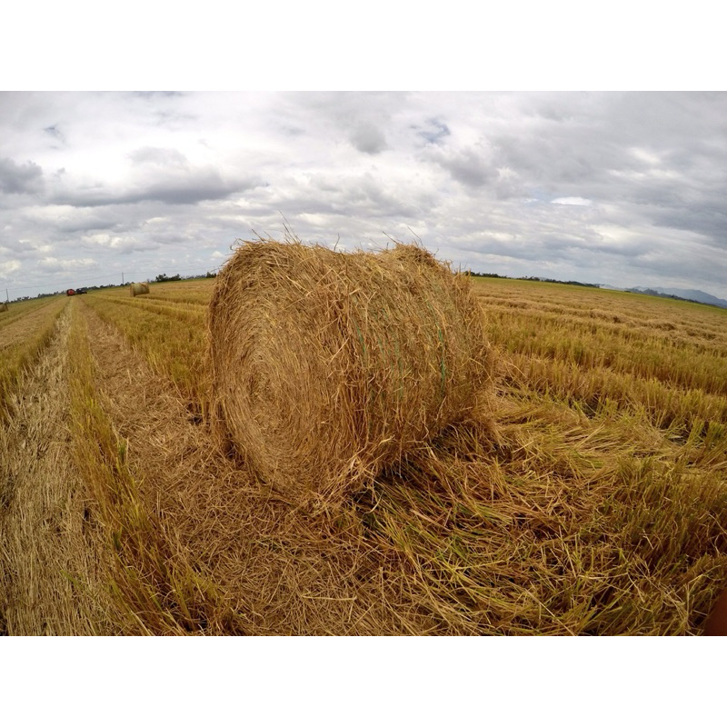 Jerami padi (repack) | Shopee Malaysia