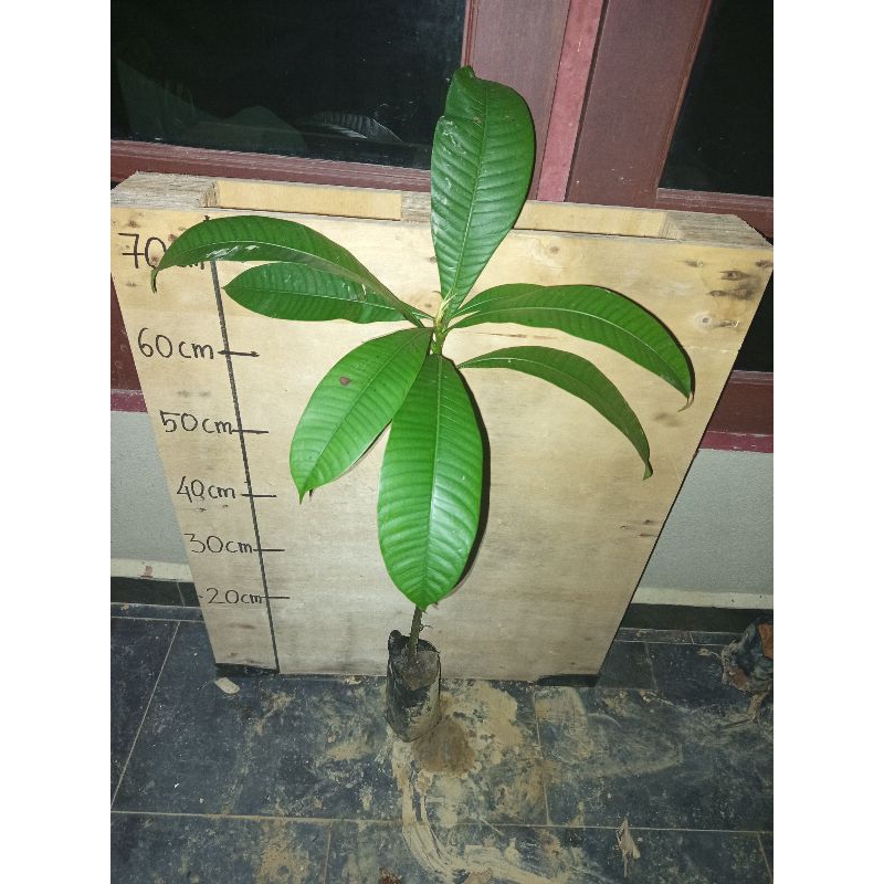 Pokok Binjai / White Mango / Mangifera caesia | Shopee Malaysia